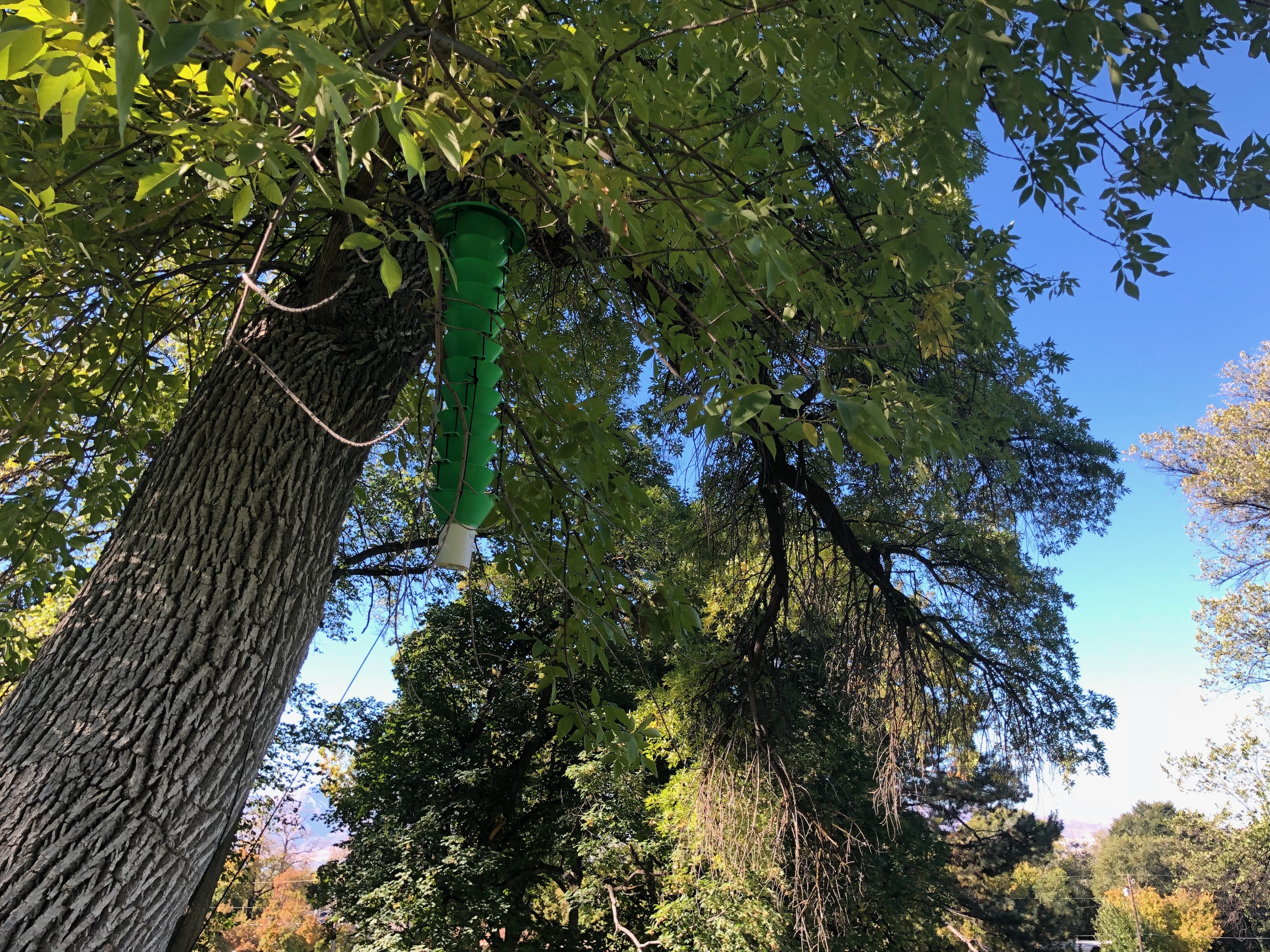 Invasive beetle not yet confirmed in Utah, but tree care companies beg ...