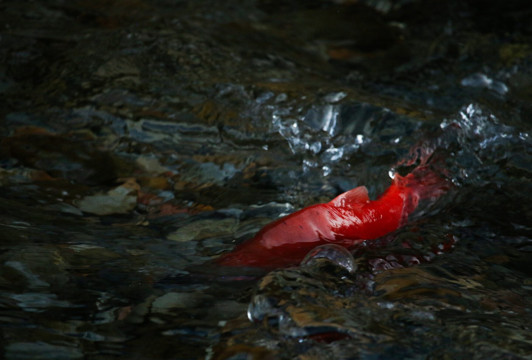 Kokanee salmon run the river - The Utah Statesman