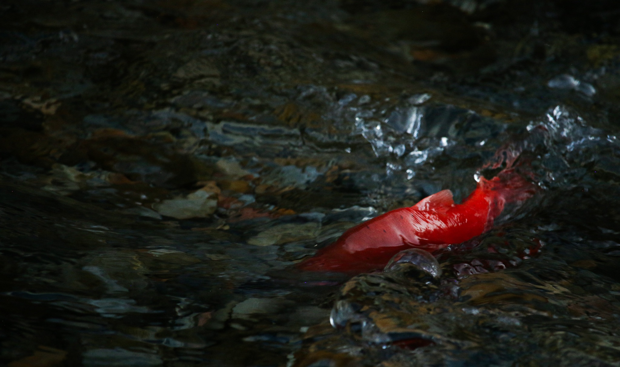 Salmon Run at Porcupine Reservoir - The Utah Statesman