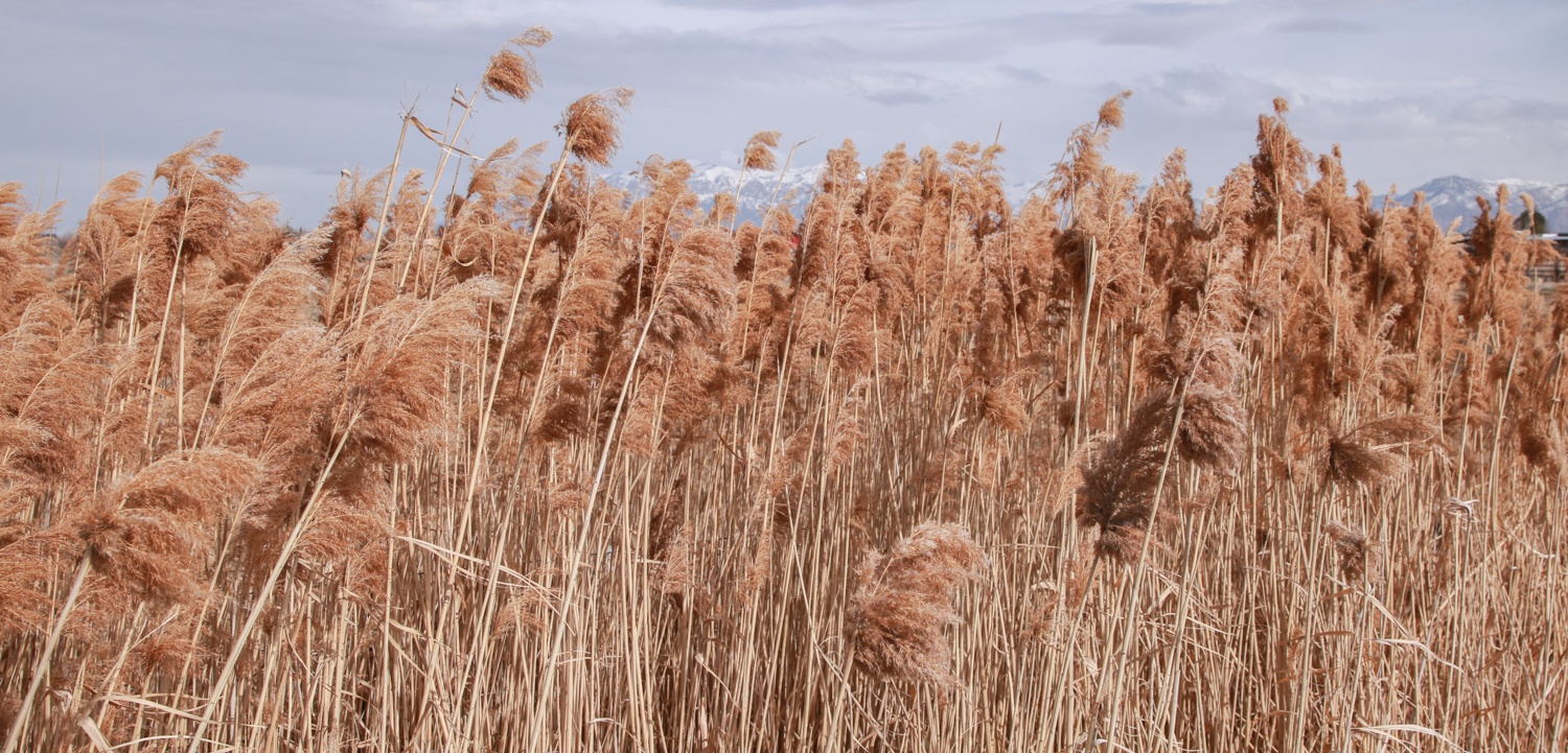 Saving the wetlands at the Great Salt Lake - The Utah Statesman