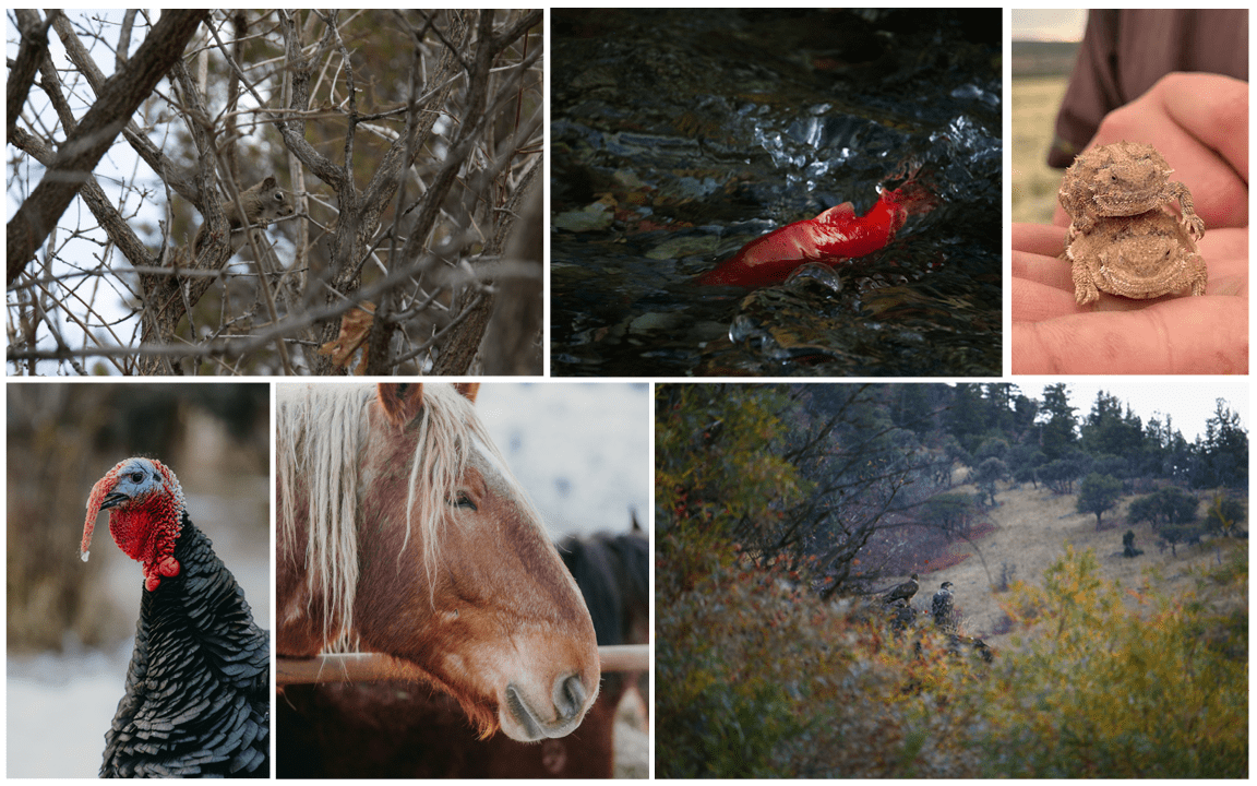 Utah wildlife - The Utah Statesman